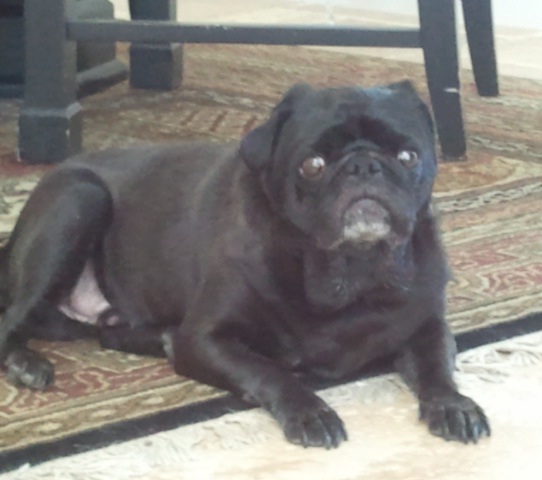 Bogey the Pug