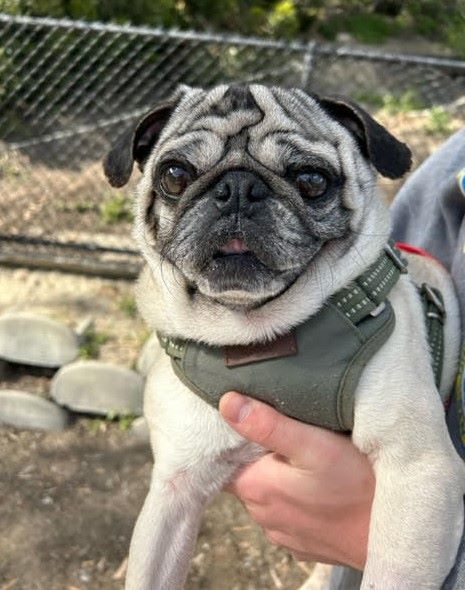 Gemma II aka Pickles the Pug