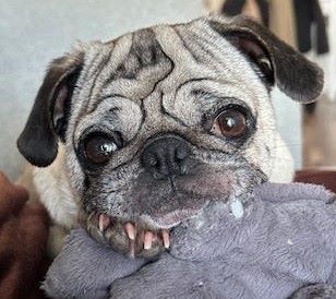 Gemma II aka Pickles the Pug